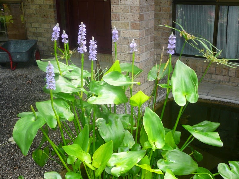 24+ Tanaman Rambat Air Terjun, Yang Banyak Di Cari!