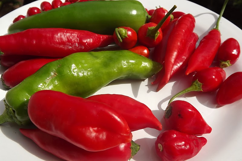 Receitas de Pimenta: Historias da Pimenta