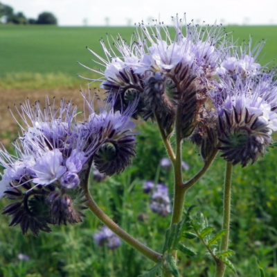Entre flores y abejas: Facelia