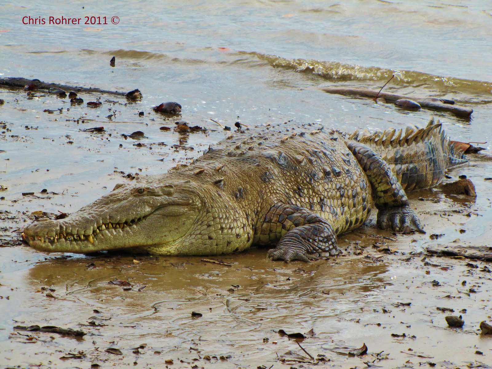 Las Aventuras: Giant Saltwater Crocs!