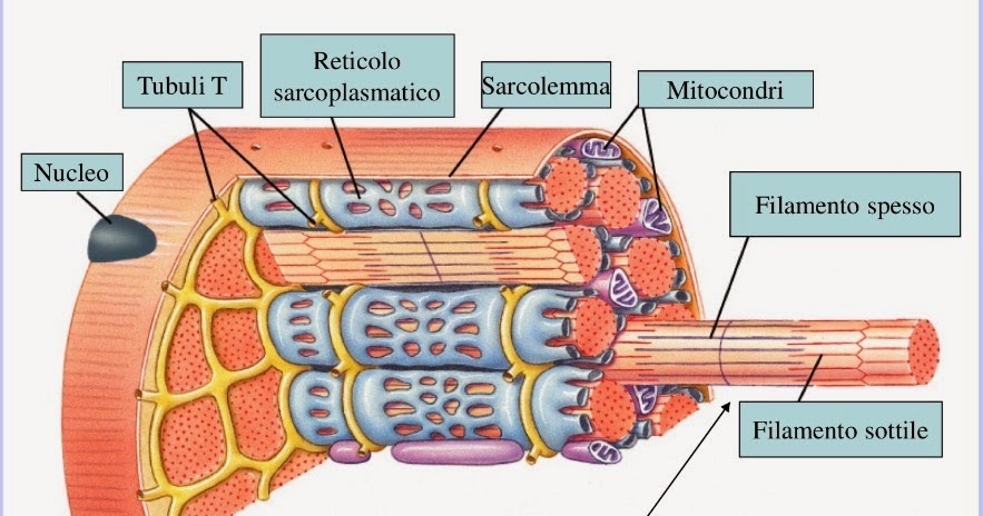 Danzalavita di Paola Fasanelli: SISTEMA MUSCOLARE