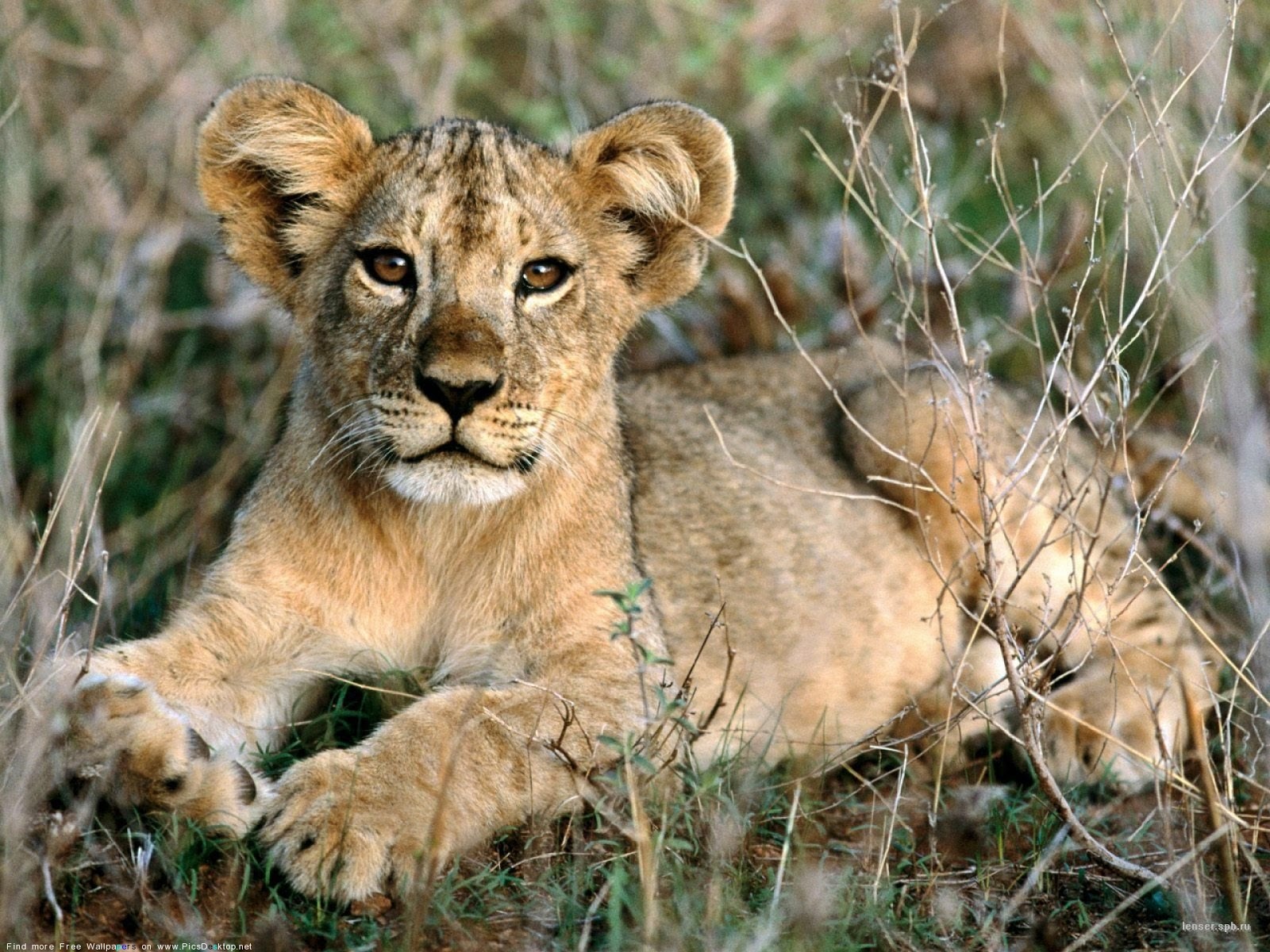 IMAGENES ETHEL: IMAGEN DE FLORA Y FAUNA DE ÁFRICA