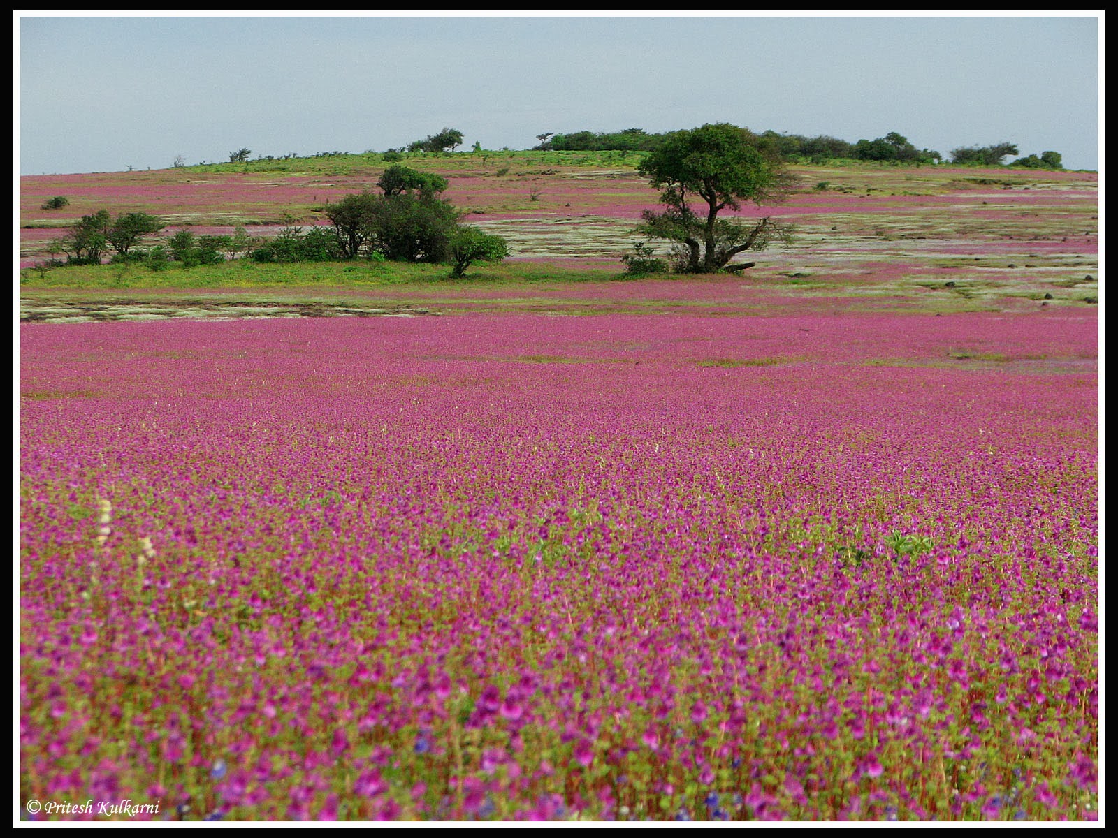Travel blogs: Maharashtra’s valley of flowers: Kaas plateau