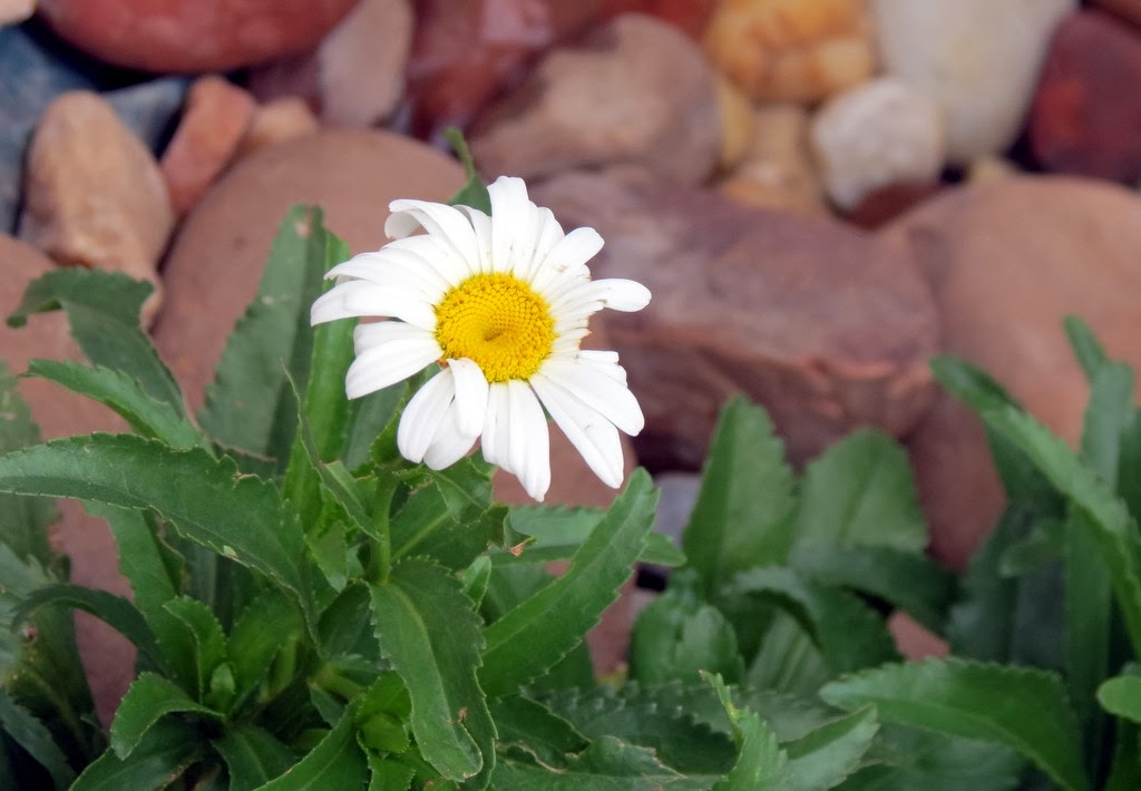 Kreatiewe Joernaal: bome