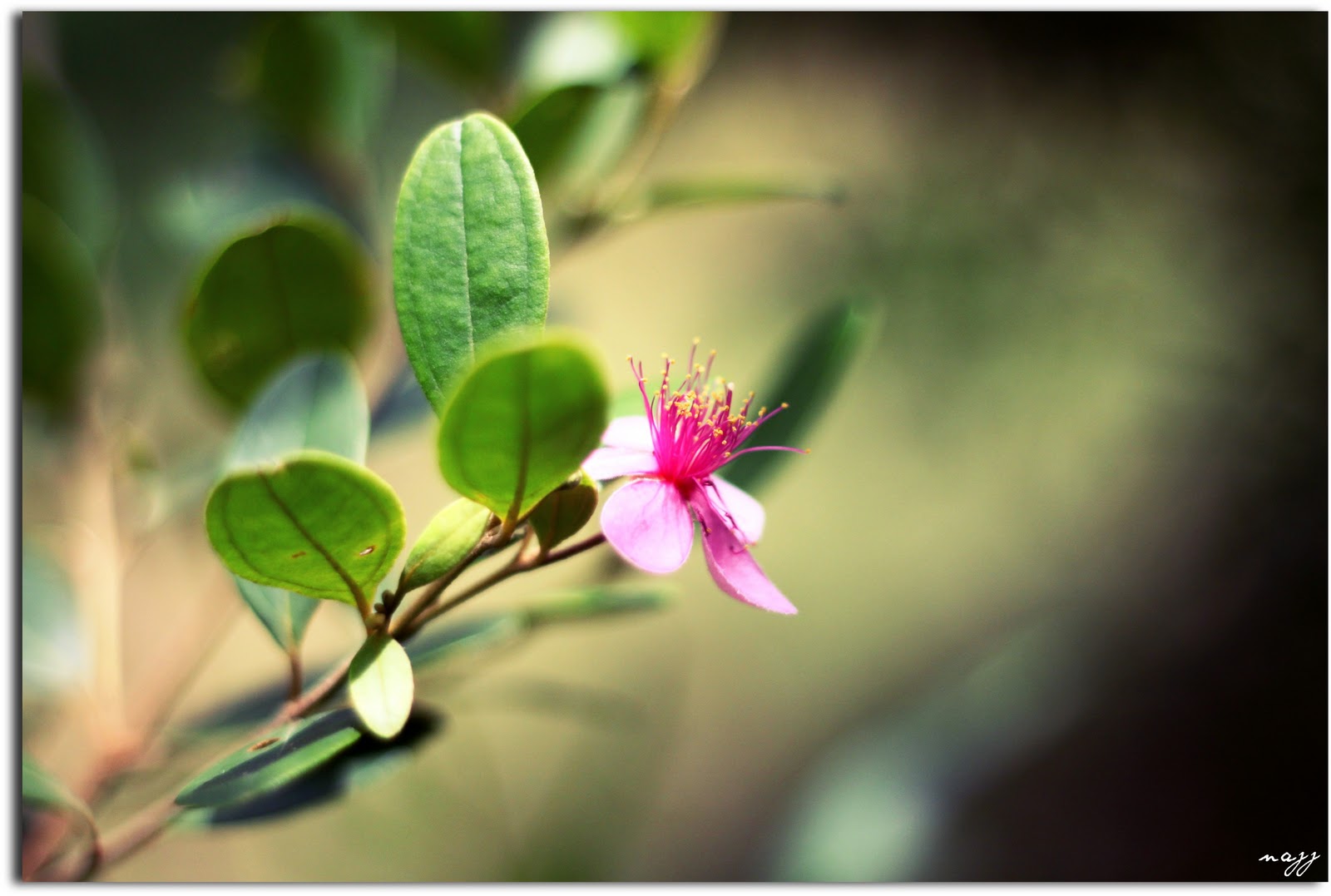 The Not So Amateur Photographer