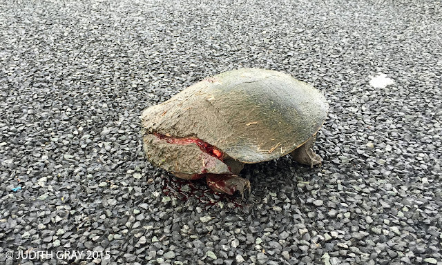 Broad-shelled Turtle Rescue, Somerset Kilcoy