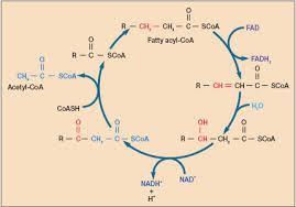 Tổng hợp acid béo