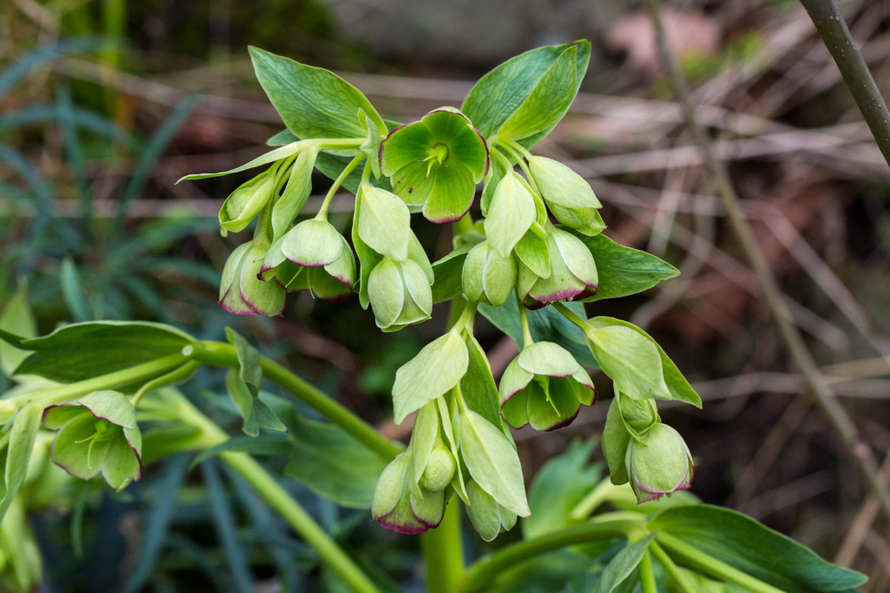 Darley Dale Wildlife: Stinking Hellebore - Cromford