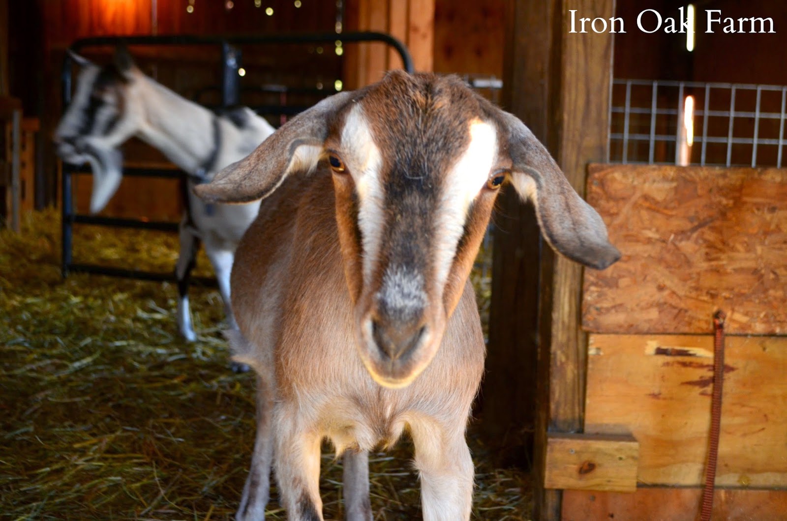 Iron Oak Farm: Goats
