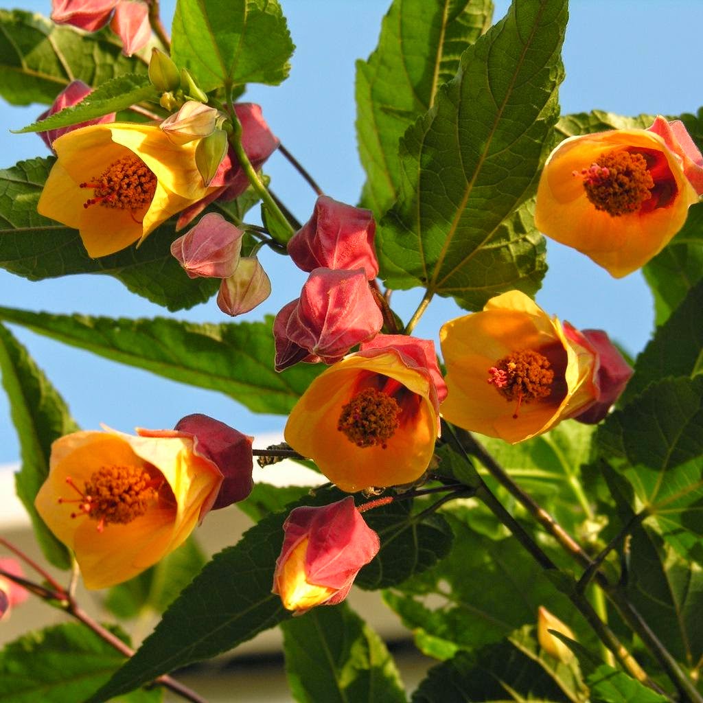 HOW TO GROW ABUTILON 'KENTISH BELLE' |The Garden of Eaden