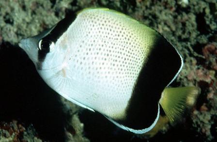 D' Ocean Aquarium: Ikan Kepe kepe (Butterfly Fish)