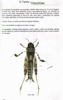 agroactivo - El mas moderno sitio de consulta técnica y comercial para ...