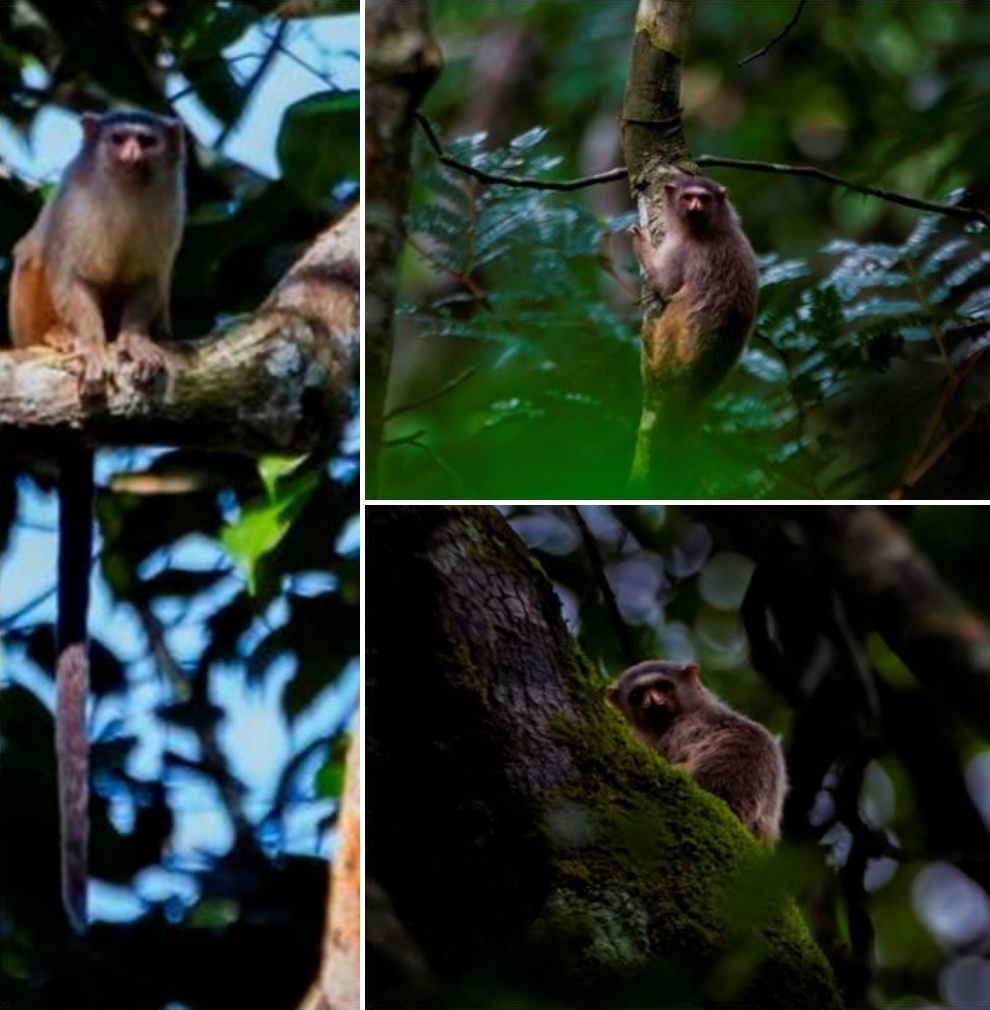 Species New to Science: [Mammalogy • 2018] The Roosevelt–Rondon ...