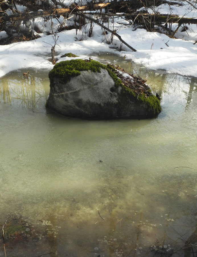 Studio and Garden: Mid-Winter Vernal Pools