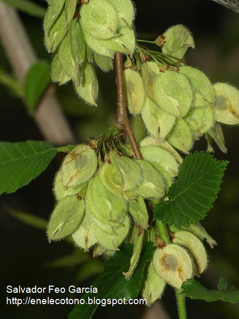 En el ecotono: Los frutos de los olmos