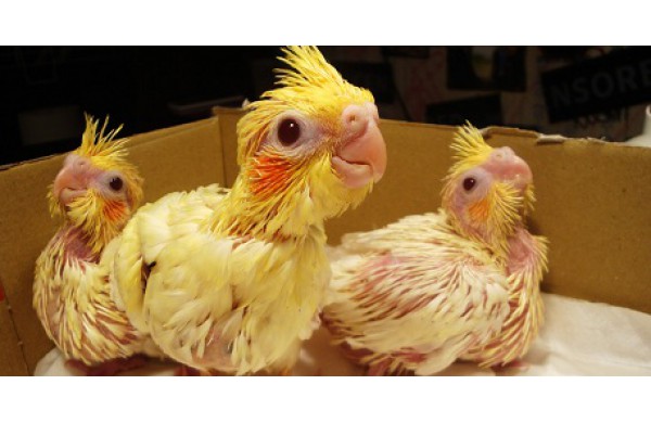 Exotic Birds: Totul despre Nimfe