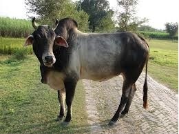 Animals in Tulu | Easy Tulu | Learn Tulu Language Online