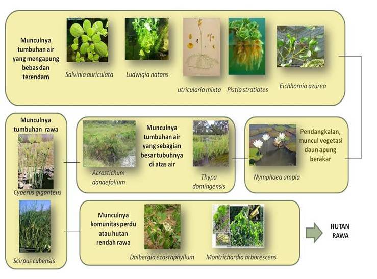 belajarhutan: Catatan Suksesi Hidrosere