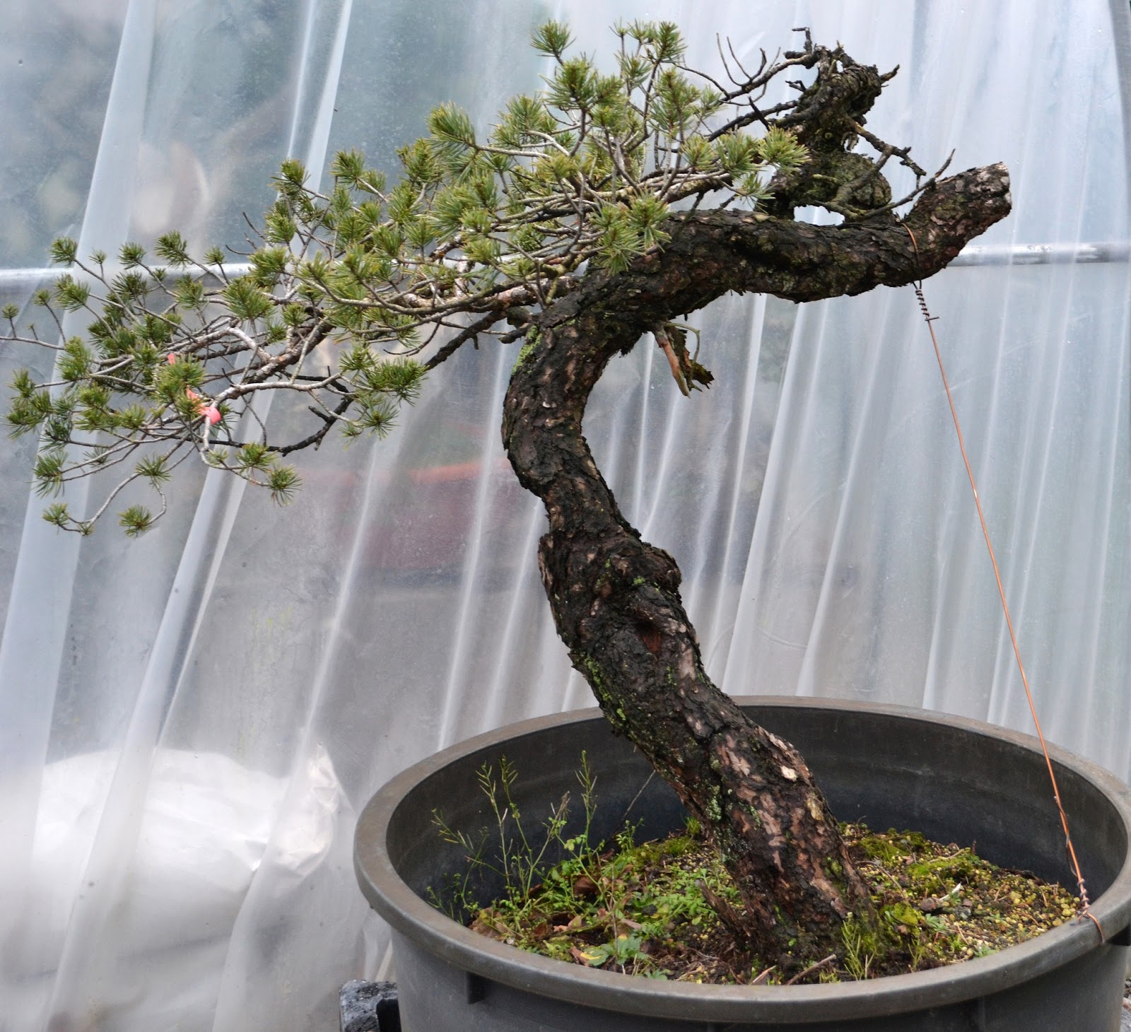 Walter Pall Bonsai Adventures: New Scots pine