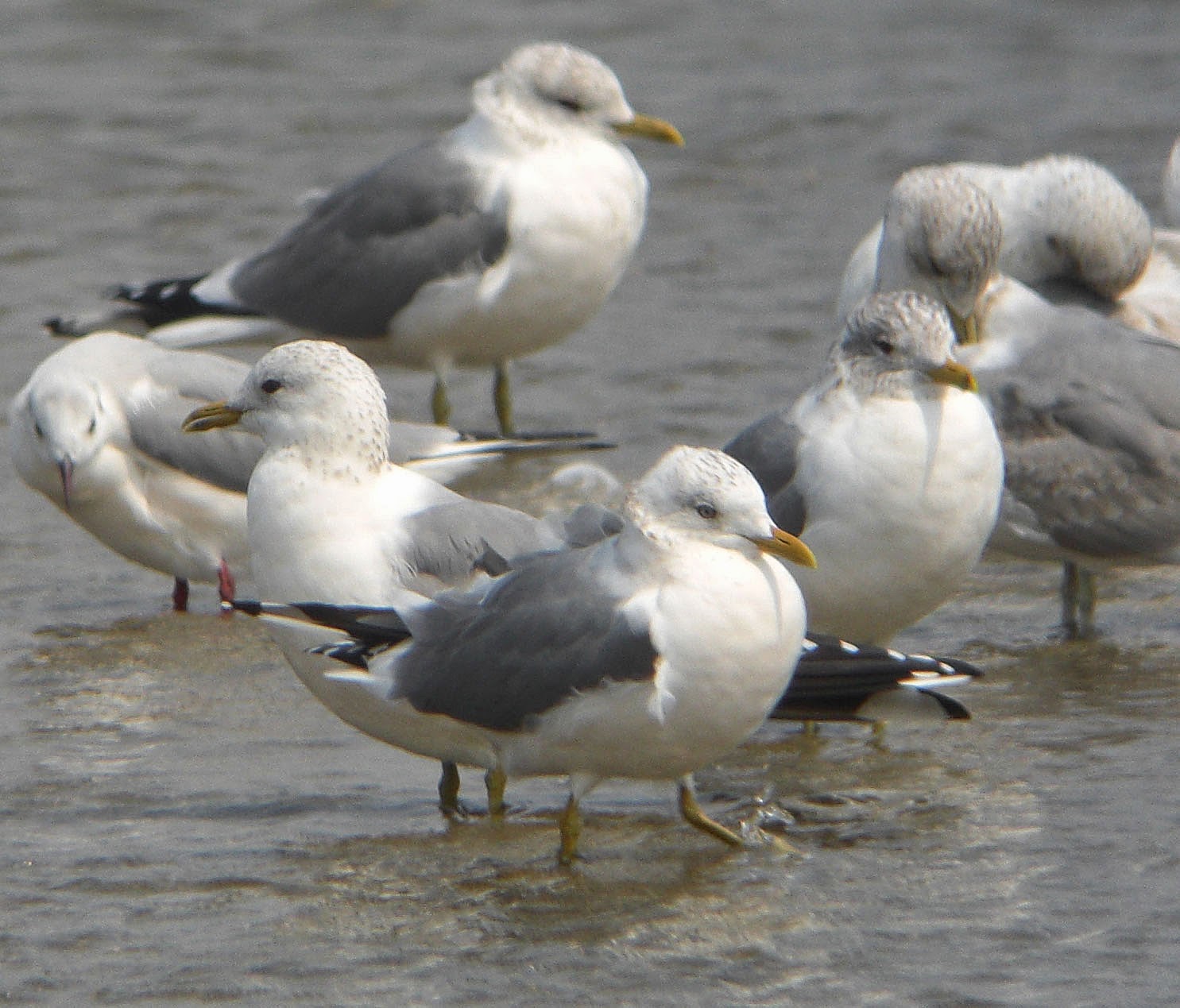 BIRDING - Kyoto, Kansai and Japan: Common (Kamchatka) Gull, adults in Japan