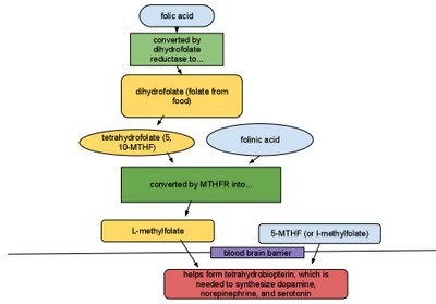 Evolutionary Psychiatry: Folate! The Beginning.