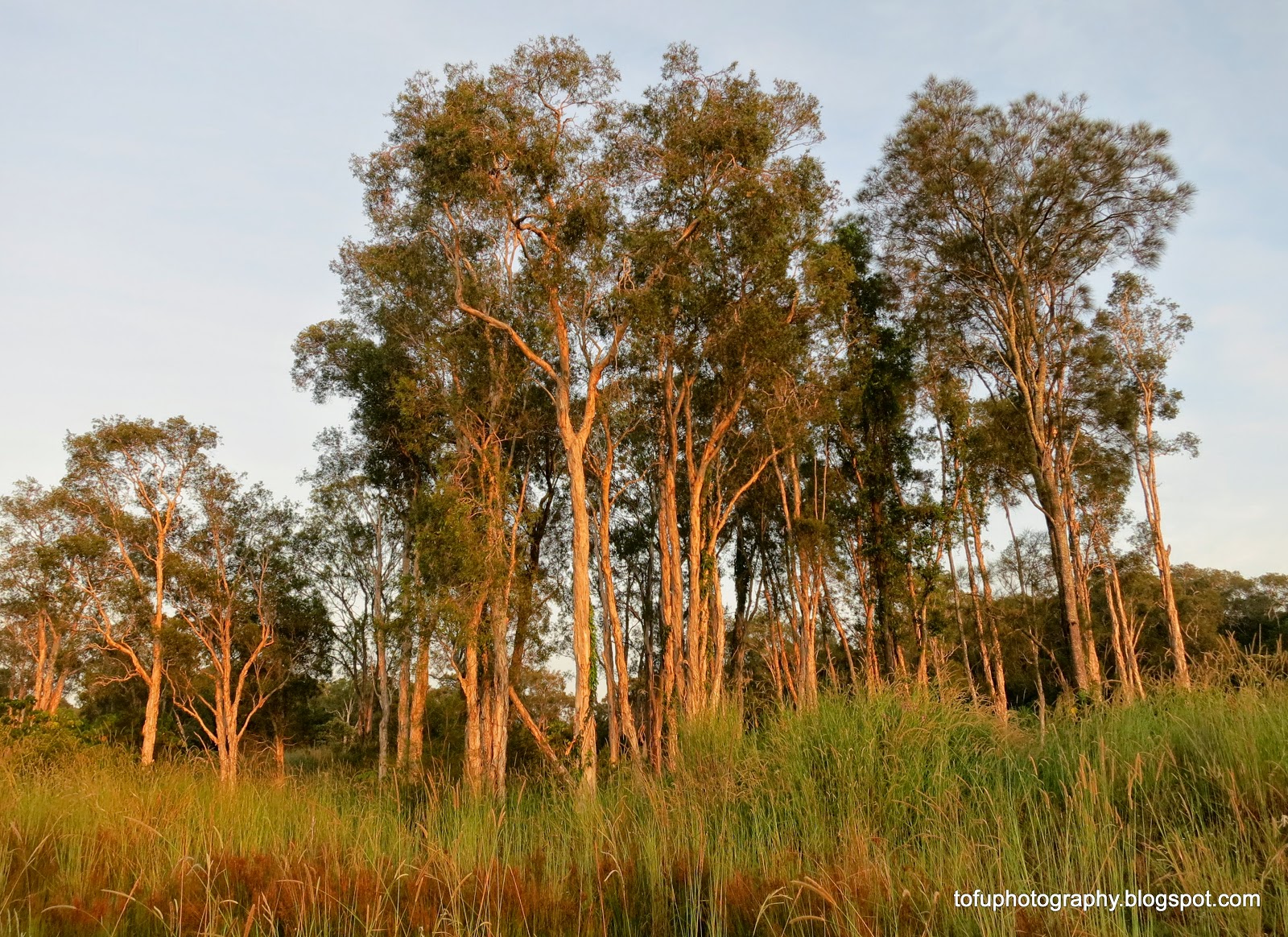 Tofu Photography: Bush setting