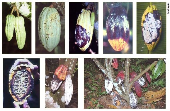CACAU DO BRASIL: ALERTA FITOSSANITÁRIO - MONILÍASE DO CACAUEIRO