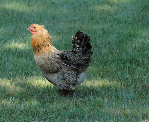 Reflection's Flora and Fauna: Designer Chicken??