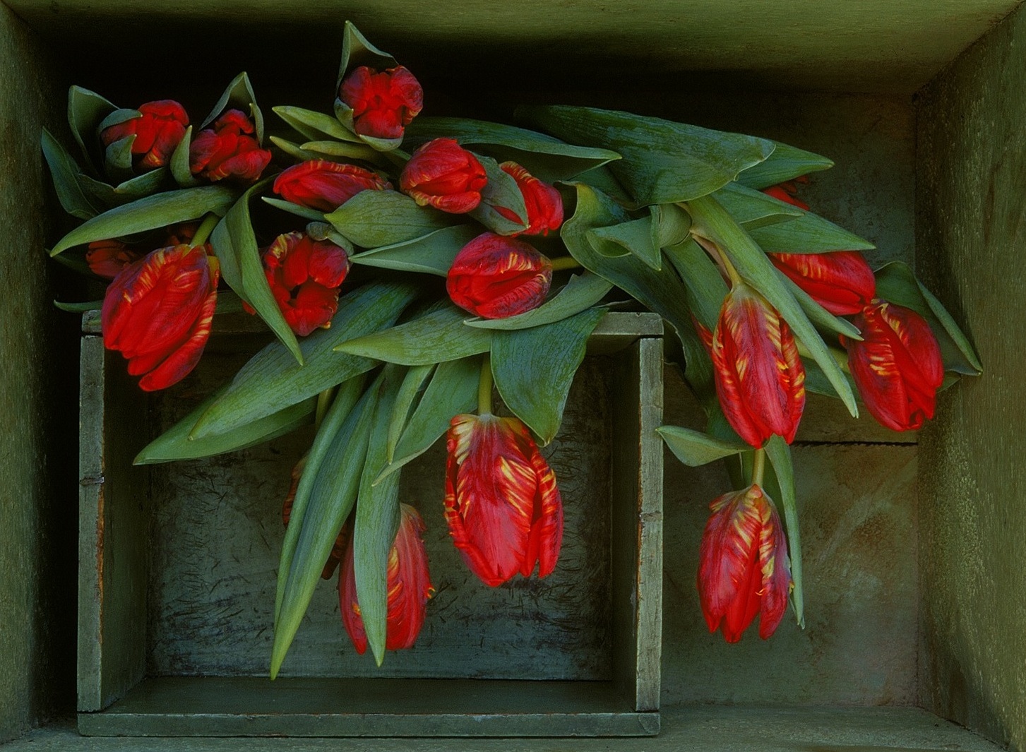 natasha nicholson: PHOTOGRAPHY