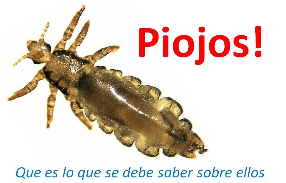Mundo FiLi: ¿Cómo aparecen los piojos?