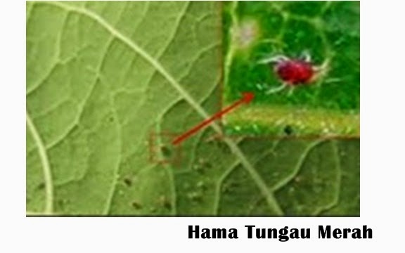 Hama Tungau Merah, [ Pertanian ] | Budidaya