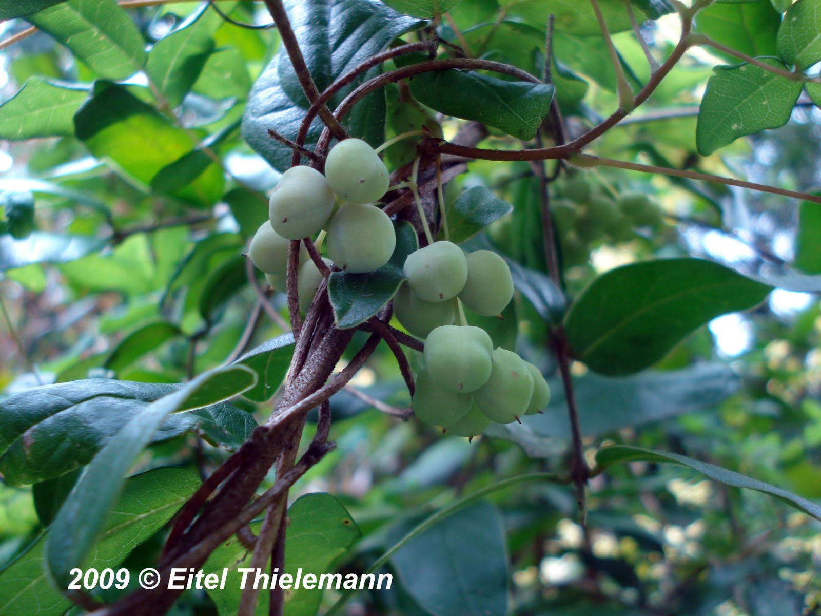 Apuntes botánicos: diciembre 2008