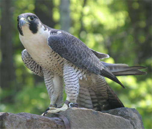 Argentina nativa: Halcón peregrino (Falco peregrinus)