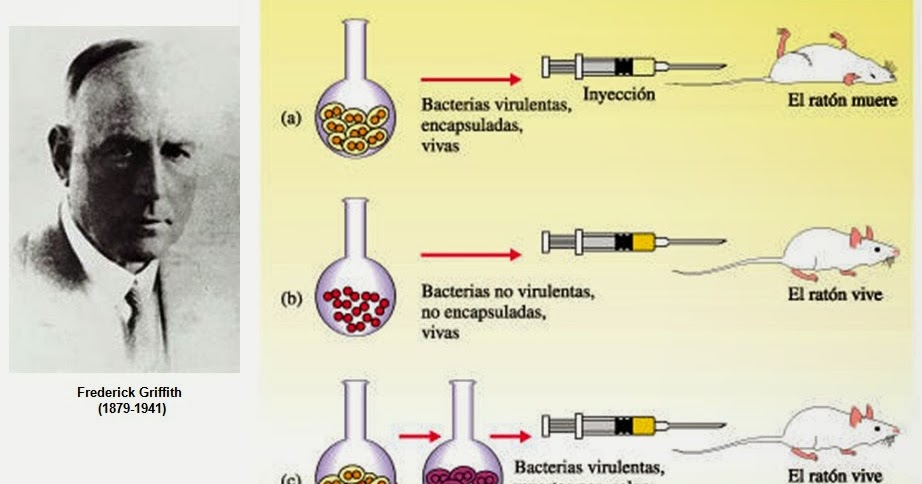 Tema 13: La base de la herencia molecular : 1- El ADN, CONTIENE EL ...