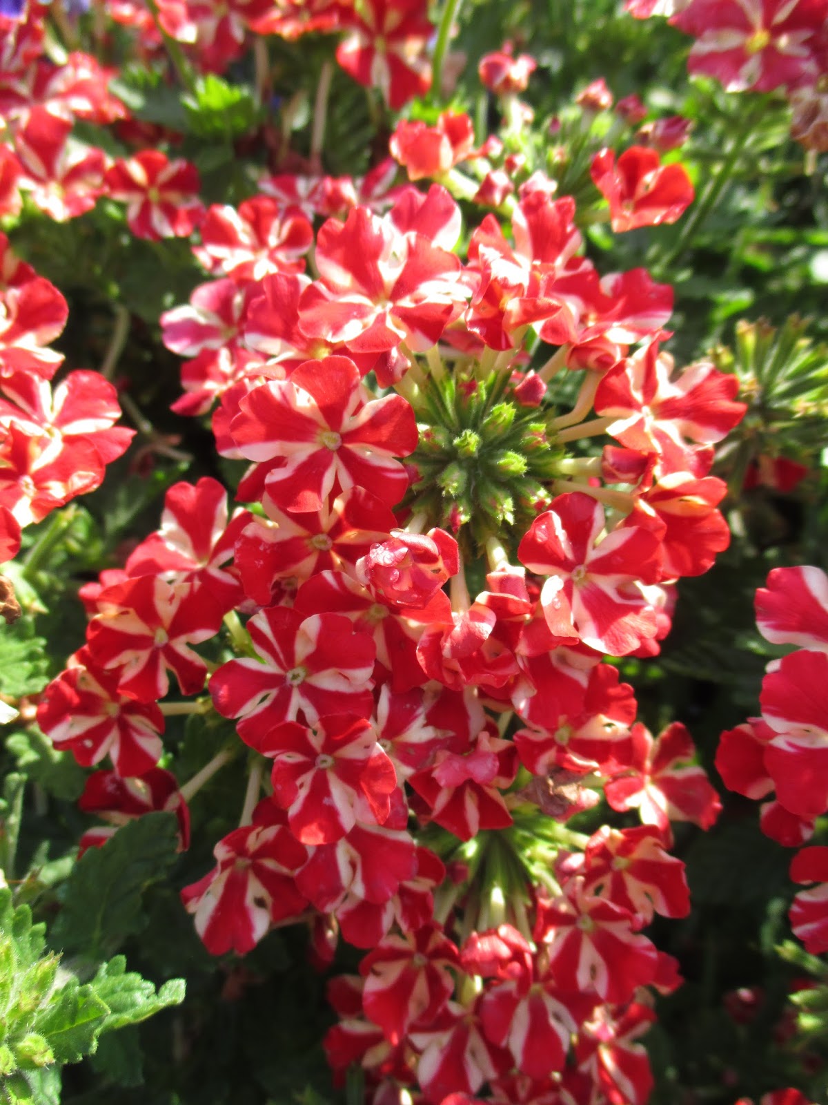 The Value of Verbena - Rotary Botanical Gardens