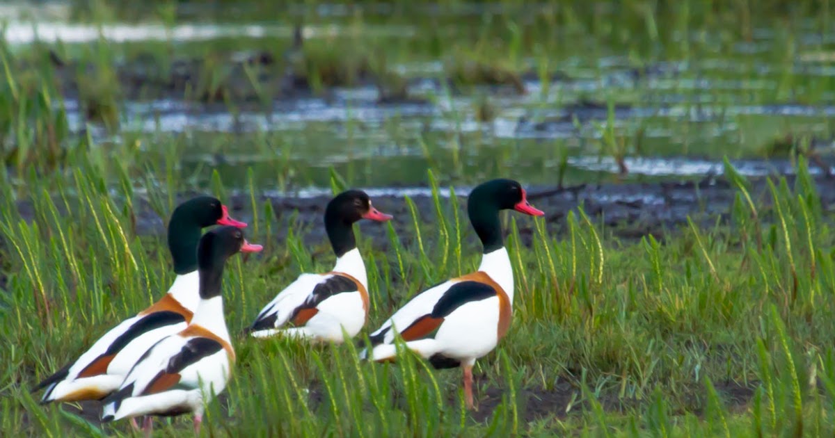 Fuglefoto: Andefugle