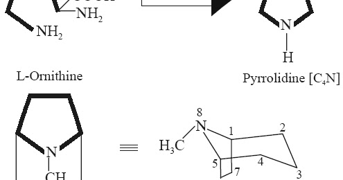Alkaloids Derived from Ornithine