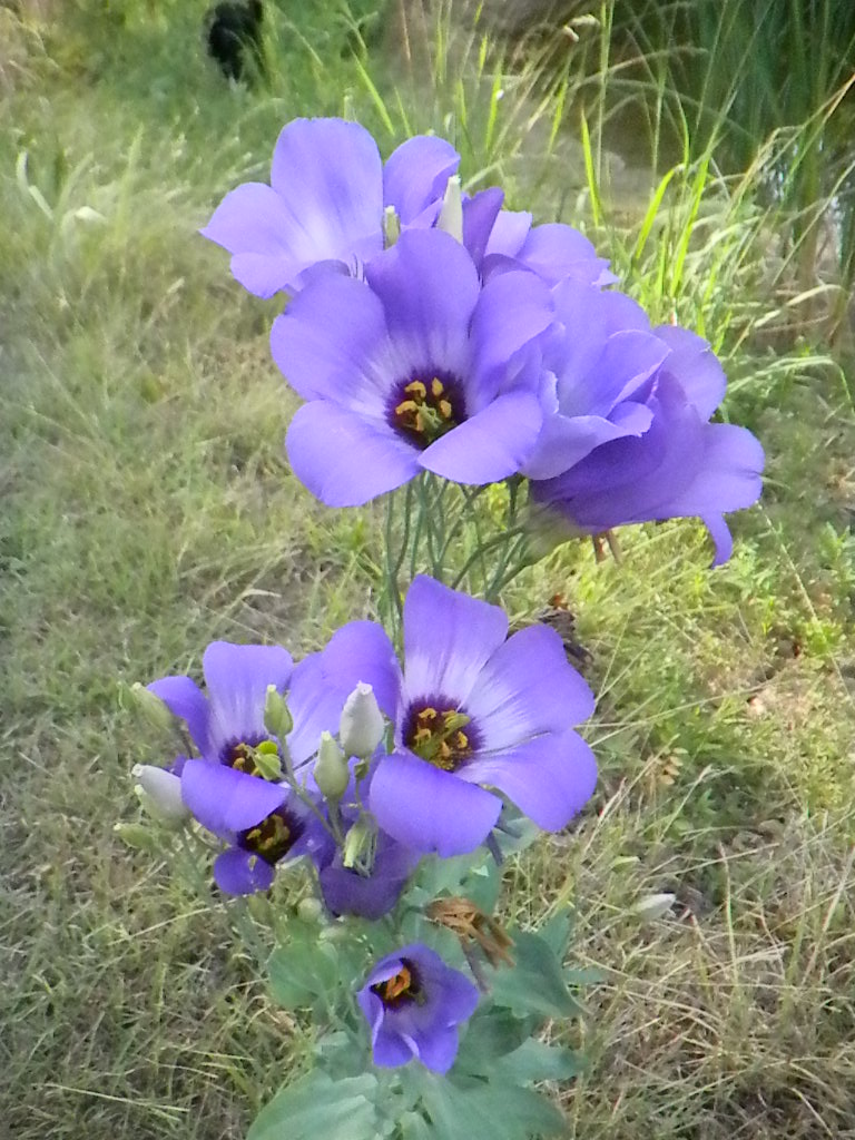 balance pose: Texas Bluebells