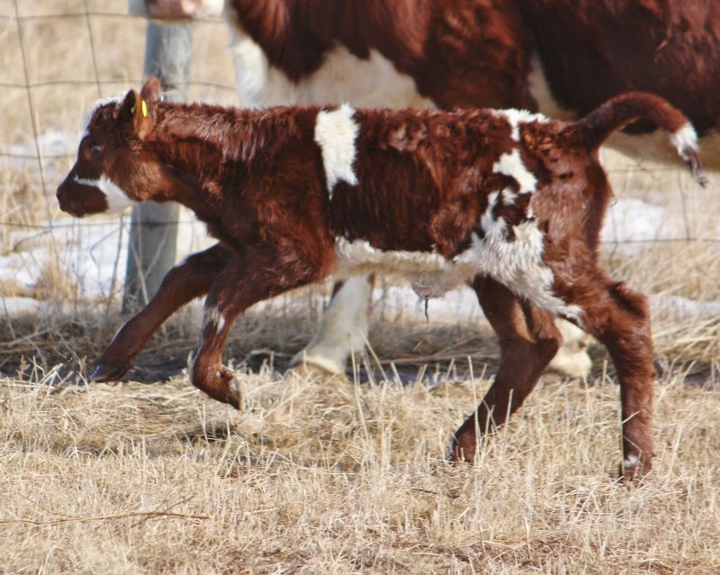 Cattle Colour Genetics: More on the Recessive Spotting Gene