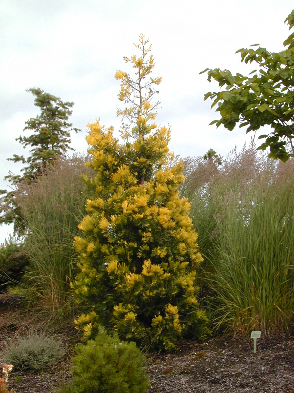 Trees of Santa Cruz County: Calocedrus decurrens - California Incense Cedar
