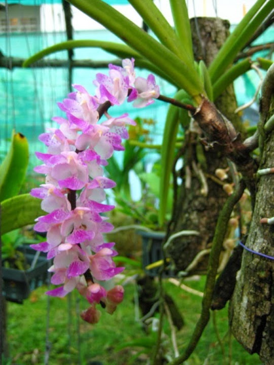 Grow and care Aerides multiflora orchid - The Multi-Flowered Aerides ...