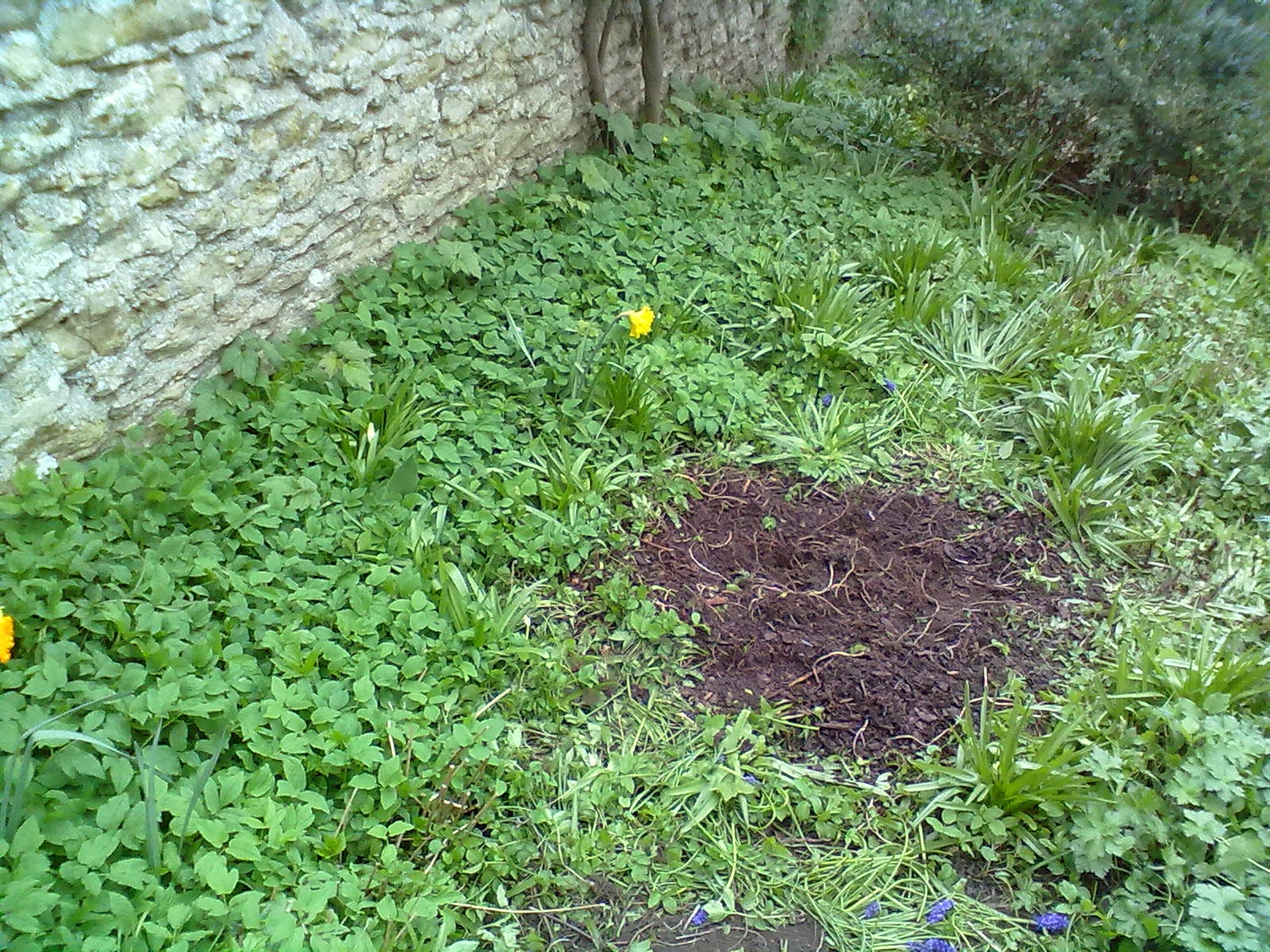 Rachel the Gardener: How to: remove Ground Elder.