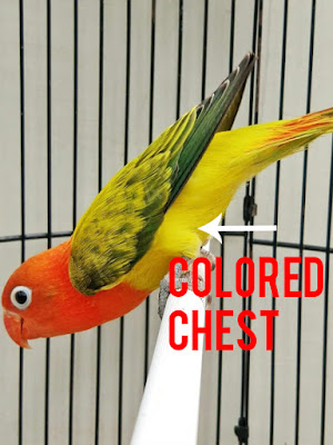 Euwing Mutations Fischer Lovebird - Lovebird Breeding Tips And ...