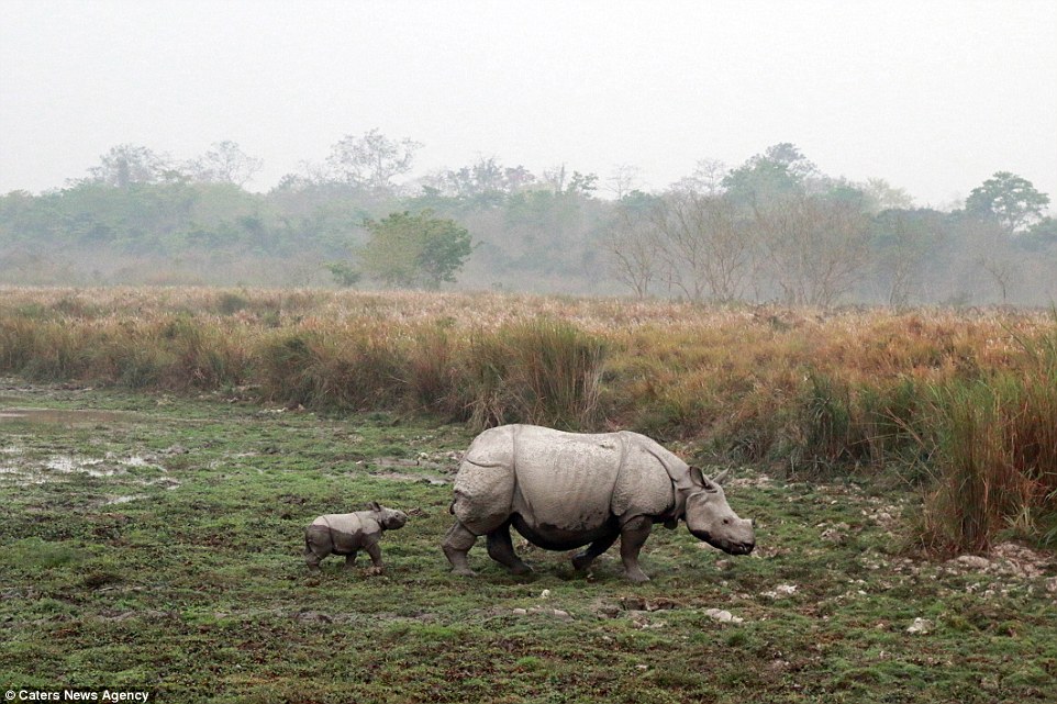 White Wolf : Stuck in the mud! Rhino rescues baby from bog in ultimate ...