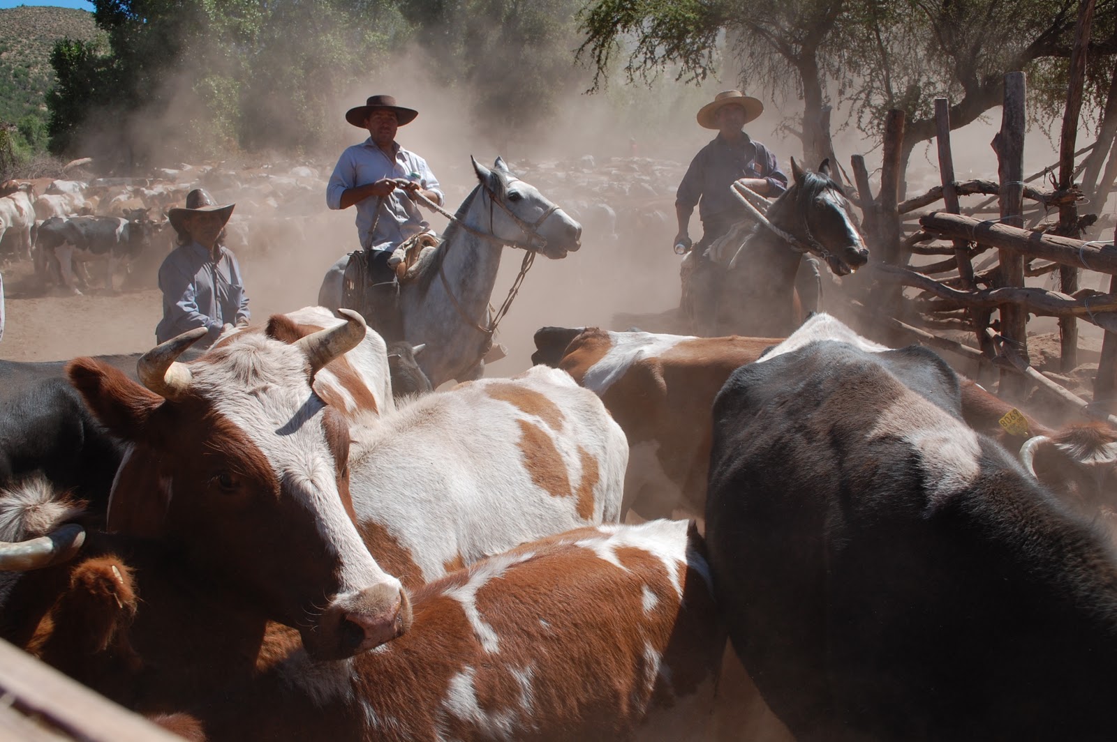 Illapel: EL CALABAZO: EL GANADO DE LOS PARCELEROS DE HUINTIL