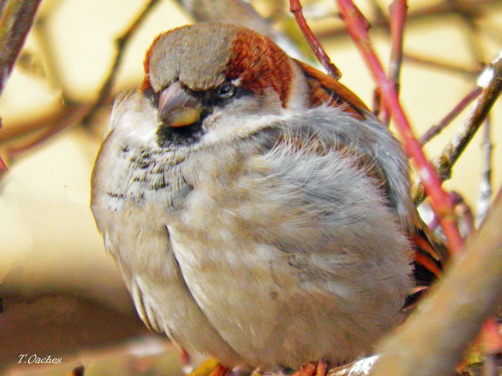 PASARI DIN ROMANIA: VRABIA DE CASA, Passer domesticus