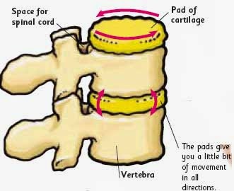 Bendy Backbone - Human Body Encyclopedia Series
