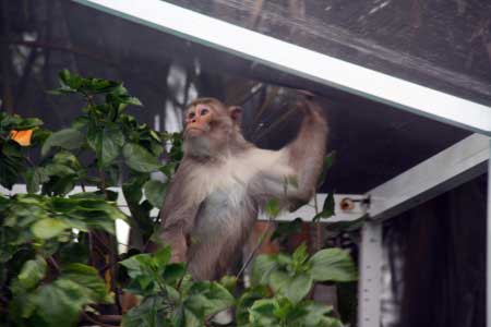 Nothing To Do With Arbroath: Monkeys in India break into hospital after ...