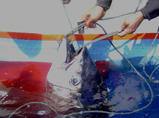 Alat Tangkap Pancing Ulur Tuna | IKAN DAN LAUT