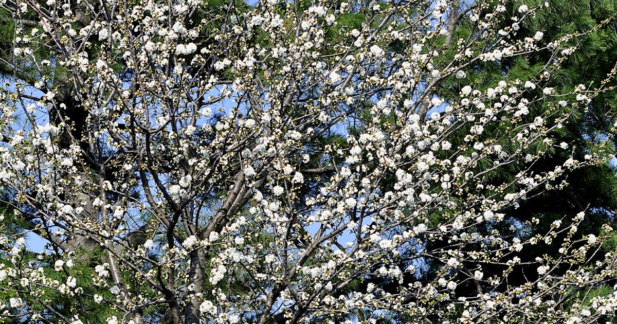 This Farm Family's Life: The Marshmallow Tree...